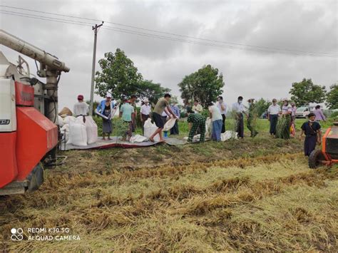 မြန်အောင်၌ နွေစပါး စံကွက်ရိတ်သိမ်းပွဲအခမ်းအနားကျင်းပ Information And Public Relations Department