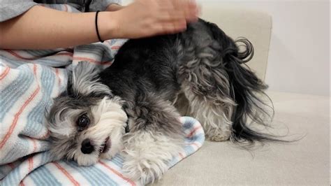 궁디팡팡 했을 때 강아지 반응ㅋㅋㅋㅋㅋ Youtube