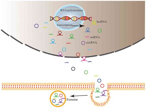 Long Non Coding RNAs On The Stage Of Cervical Cancer Review