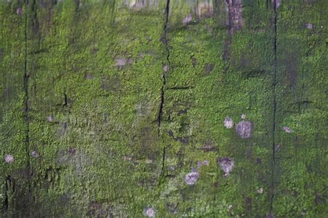 Wood With Moss Texture Pictures Freepik