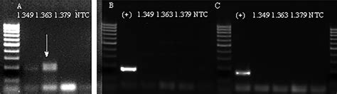 Pcr Analysis Of Virus Purified From Nl01 Environmental Sample