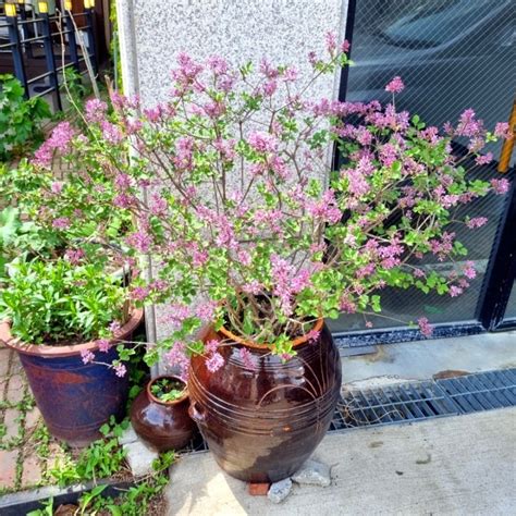 미스김라일락 베란다정원에서 키우기 도전하고 싶네요 네이버 블로그