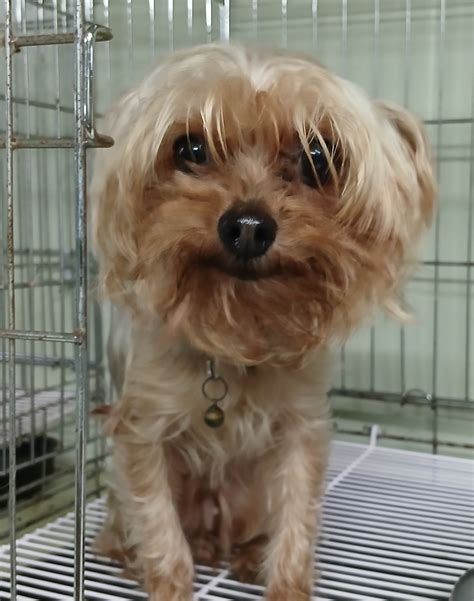 대구광역시 북구 요크셔 테리어 암컷 2012년생 3kg 유기견 분양 입양