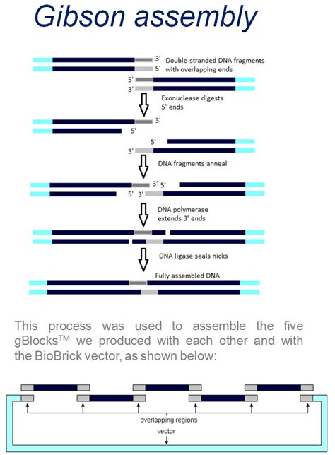 Teammacquarie Australiaprojectbackground