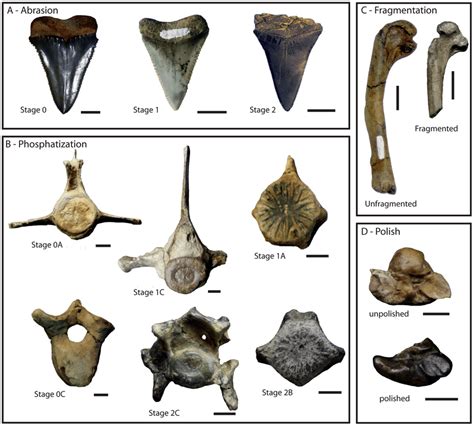 examples Of Bone Modifications On Representative Vertebrate Fossils