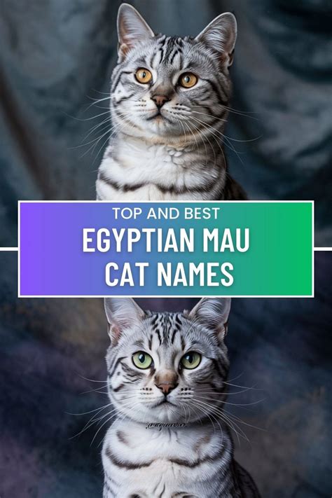 100 Cat Names So Unique Youll Want To Adopt Another Feline