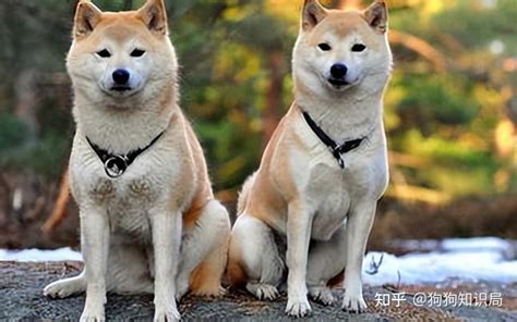 养公狗好，还是养母狗好？过来人告诉你差别很大 知乎