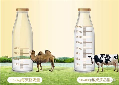 新疆的驼奶好吗？不老奇迹驼奶粉具有哪些功效和营养？ 知乎