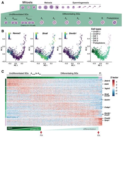 Cellular Heterogeneity During Spermatogonial Differentiation