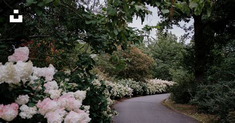 흰색과 분홍색 꽃으로 둘러싸인 포장 도로 사진 Unsplash의 무료 꽃 이미지