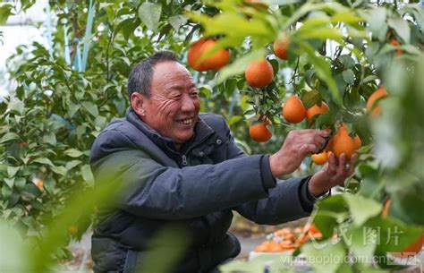 江苏句容：“红美人”柑橘采收忙 人民图片网