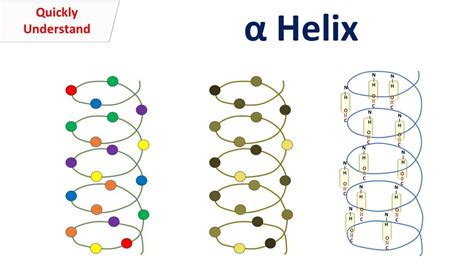 Alpha Helix Dna Lecture 4 Helix Turn Helix Motifs