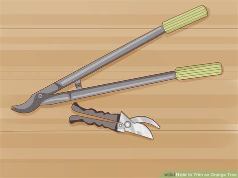 Easy Ways To Trim An Orange Tree WikiHow