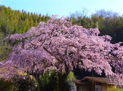 エドヒガン 江戸彼岸桜 とは見頃の時期や名所花言葉もある