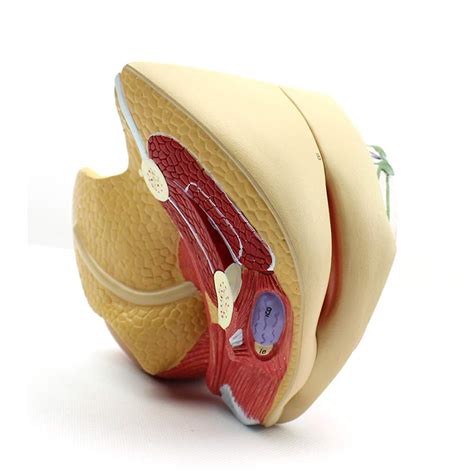 Buy Akakk Human Female Genital Organs Model Real Size Detachable 4 Parts Genitourinary System