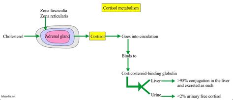 Cortisol Level Hydrocortisone Am And Pm