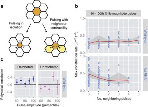 Intracellular Signalling And Intercellular Coupling Coordinate