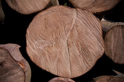 무료 이미지 숲 록 목재 조직 트렁크 자연스러운 닫다 배경 원예 조각 석탄 나무 줄기 송장 나무 껍질 콩나르도 의 구조 4288x2848