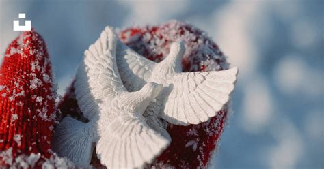 눈으로 덮인 빨간 장갑을 낀 흰 비둘기 사진 Unsplash의 무료 눈 이미지