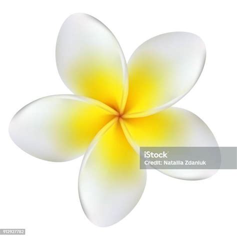 꽃입니다 Plumeria입니다 프랑 기 파 니입니다 노란색이 됩니다 스파입니다 열 대 식물입니다 꽃 그림입니다 프랑지파니에 대한 스톡 벡터 아트 및 기타 이미지 Istock