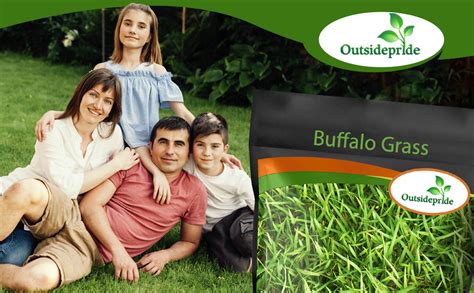 Outsidepride Perennial Buffalo Grass Seed 5 Lbs Heat