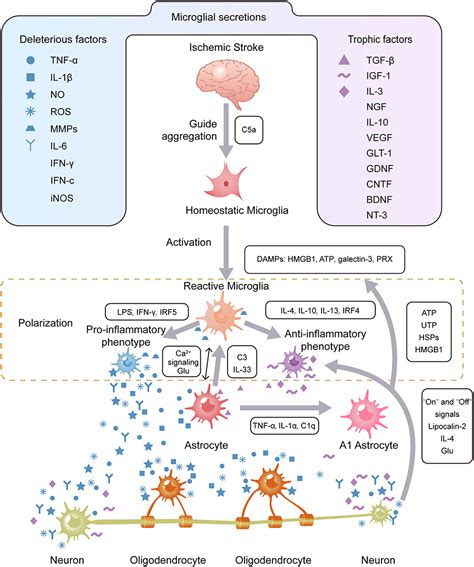 Microglia In Ischemic Stroke Jir