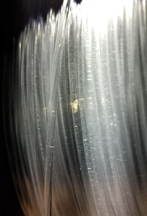 Has Anyone Ever Found A Bug Fossilized In Their Filament R3dprinting