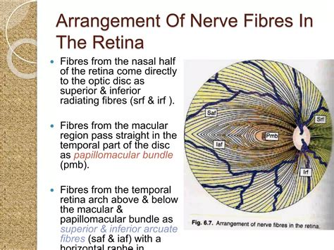 Anatomy Of Retina Pptx