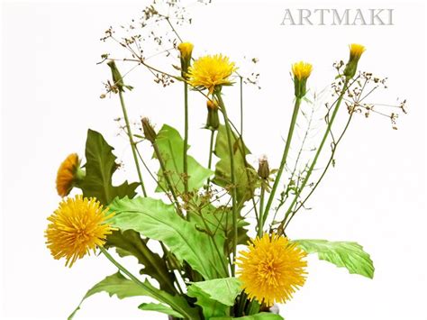 Ботаническое строение Одуванчика Одуванчик Одуванчики Сахарные цветы