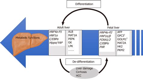 Overview Of Regulatory And Target Genes Involved In Differentiated And