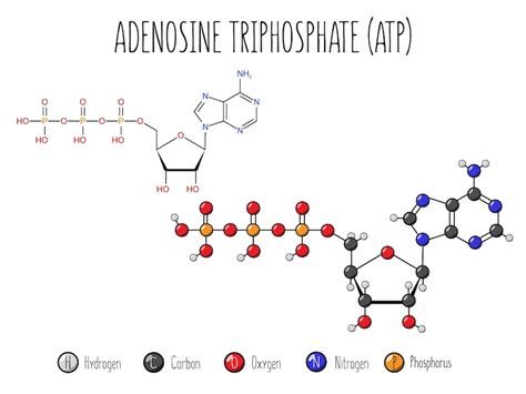 Premium Vector Adenosine Triphosphate Atp Molecular Structure Skeletal Formula And 3d Flat
