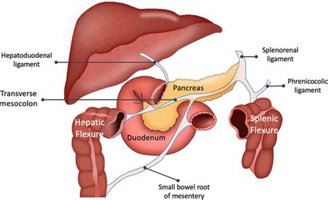 The Peritoneum Anatomy Pathologic Findings And Patterns Of Disease