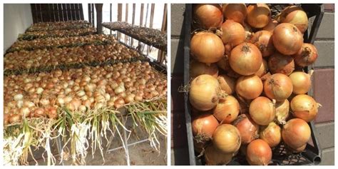 Як краще зберігати цибулю щоб не згнила Майстерня ідей