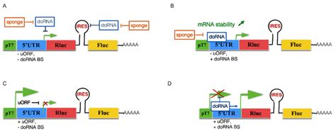 Figure S2 7 Schematic Representation Of The Function Of DoRNA In