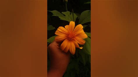 කැළෑ මලුත් ලස්සනයි ඒ ලස්සන හරියට දකින්න පුළුවන් මිනිස්සුන්ට 🥀🤍 Youtube