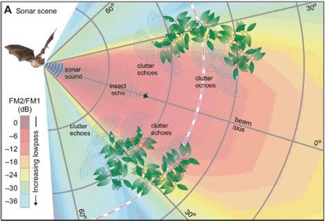Bats Bolster Brain Hypothesis Neuroscience News