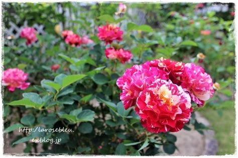La Rose