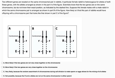 Two Different Genes Are Located On The Same Chromosomal Pair In Rabbits A Particular Female