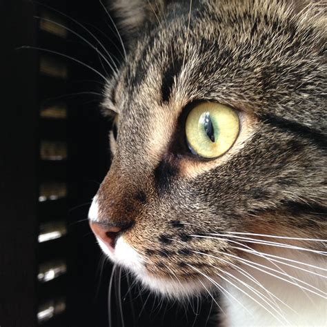Free Photo Cat Face Close Up Cat Close Eyes Free Download Jooinn