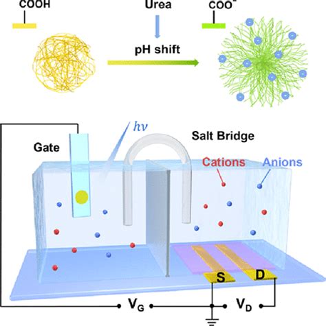 Polymer Dot Gated Accumulation Type Organic Photoelectrochemical