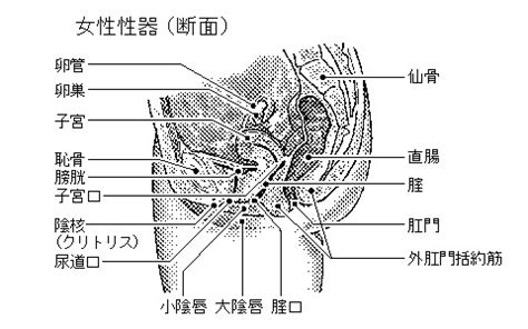 閲覧注意 女性器って！？ 自分のみたことある？ 女性 器官 種類 Avdo