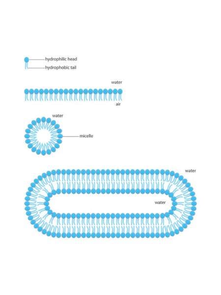 Phospholipids Art Prints By Science Photo Library