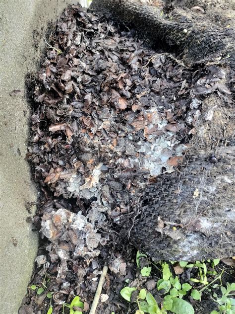 Cocoa Husk Cultivation R Mycology