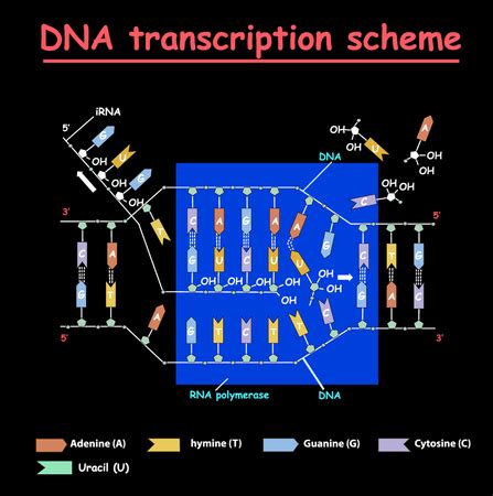 Photo Of DNA Transcription DNA And RNA ID 126205348 Royalty Free Image Stocklib