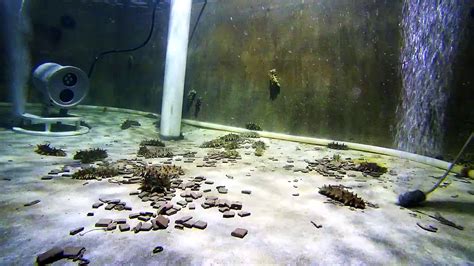 Image Cucumber Object Detection Dataset By Cucumber