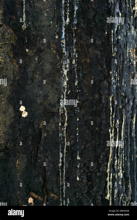 Resin Tree Wood Bark Nature Plant Natural Stock Photo Alamy