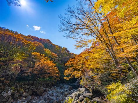 제주도 단풍 명소 BEST 방구석걸리버