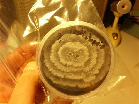 Ganoderma Species Id Lucidum Mushroom Hunting And Identification Shroomery Message Board