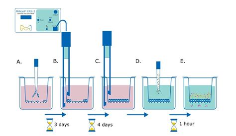 Cell Culture Assay Experiment At Ellen Curry Blog Cell Culture Assay Experiment At Ellen Curry Blog