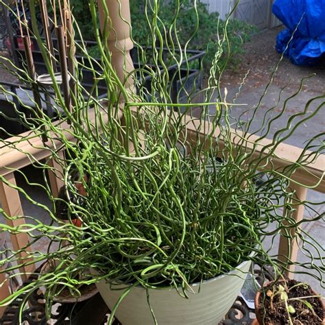 Juncus Effusus F Spiralis Syn Juncus Effusus Spiralis Dwarf